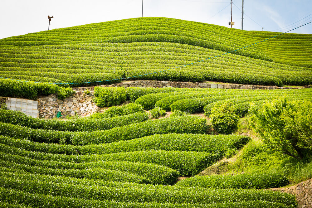 Tea fields in Wazuka, Kyoto Japan | Arigato Japan Food Tours – Japan's ...