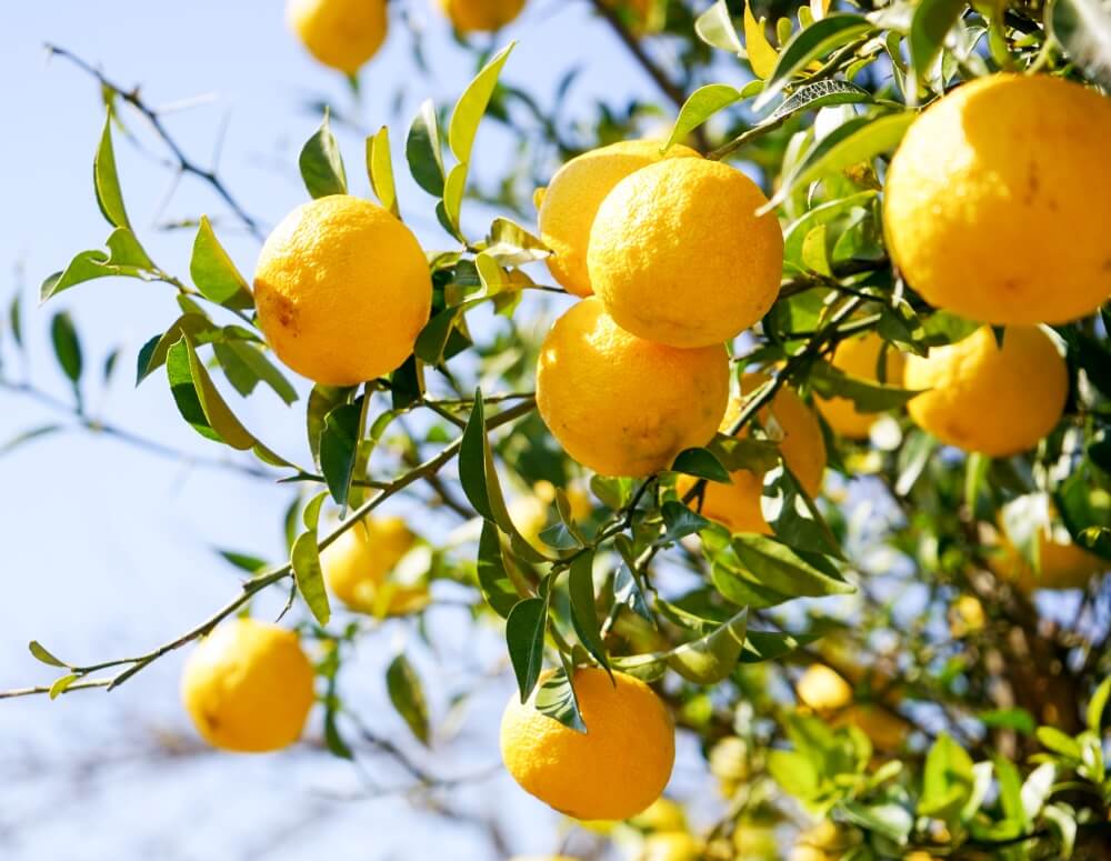 Flavors Of Winter Japanese Yuzu Arigato Japan Food Tours Japan s Flavors Of Winter Japanese Yuzu Arigato Japan Food Tours Japan s