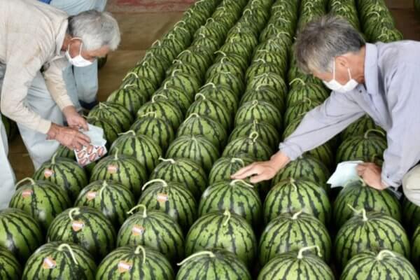 Crazy Shaped Watermelons, the secrets of the Japanese luxurious fruit ...